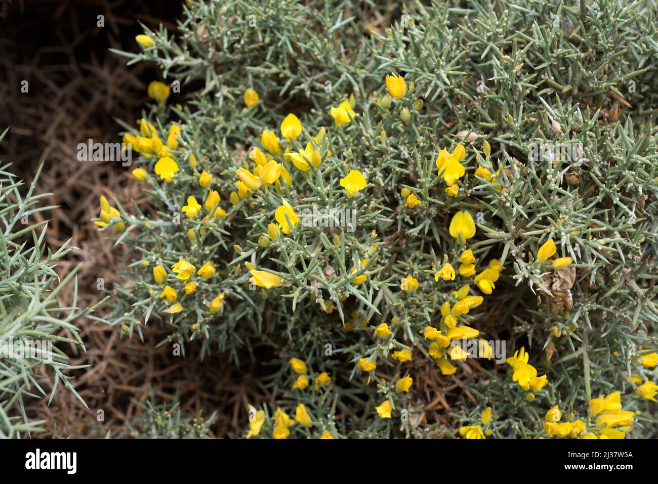 Ulex canescens hi-res stock photography and images - Alamy