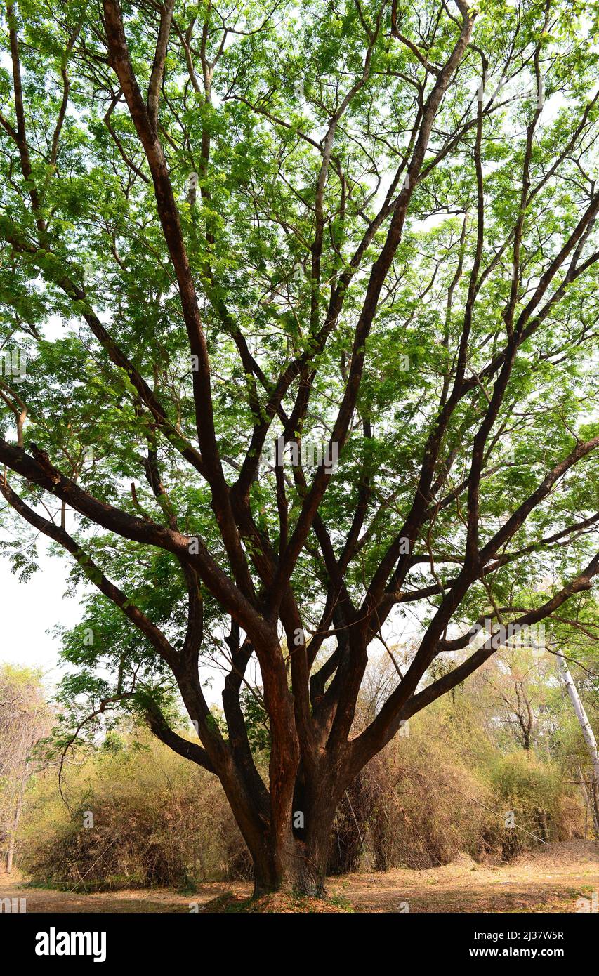 Native to tropical regions of asia hi-res stock photography and images ...