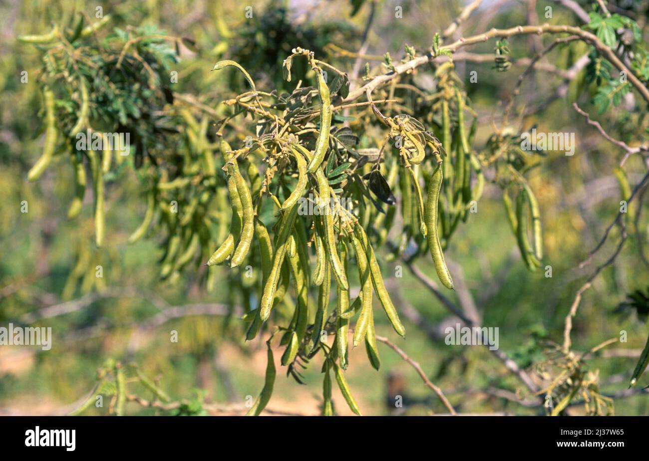 Native buttercup hi-res stock photography and images - Alamy