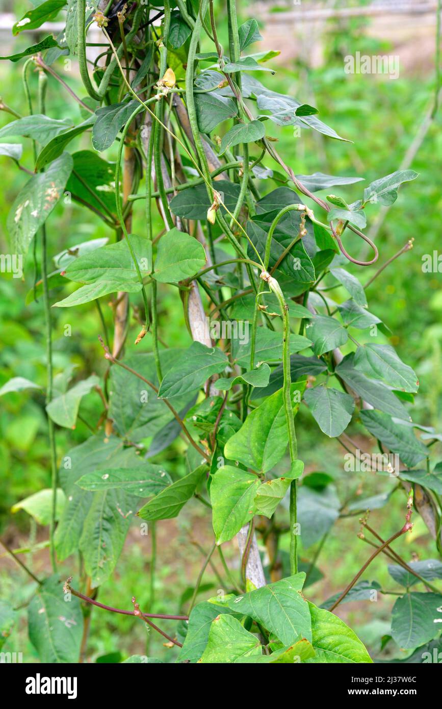 Growing Chinese Long Beans