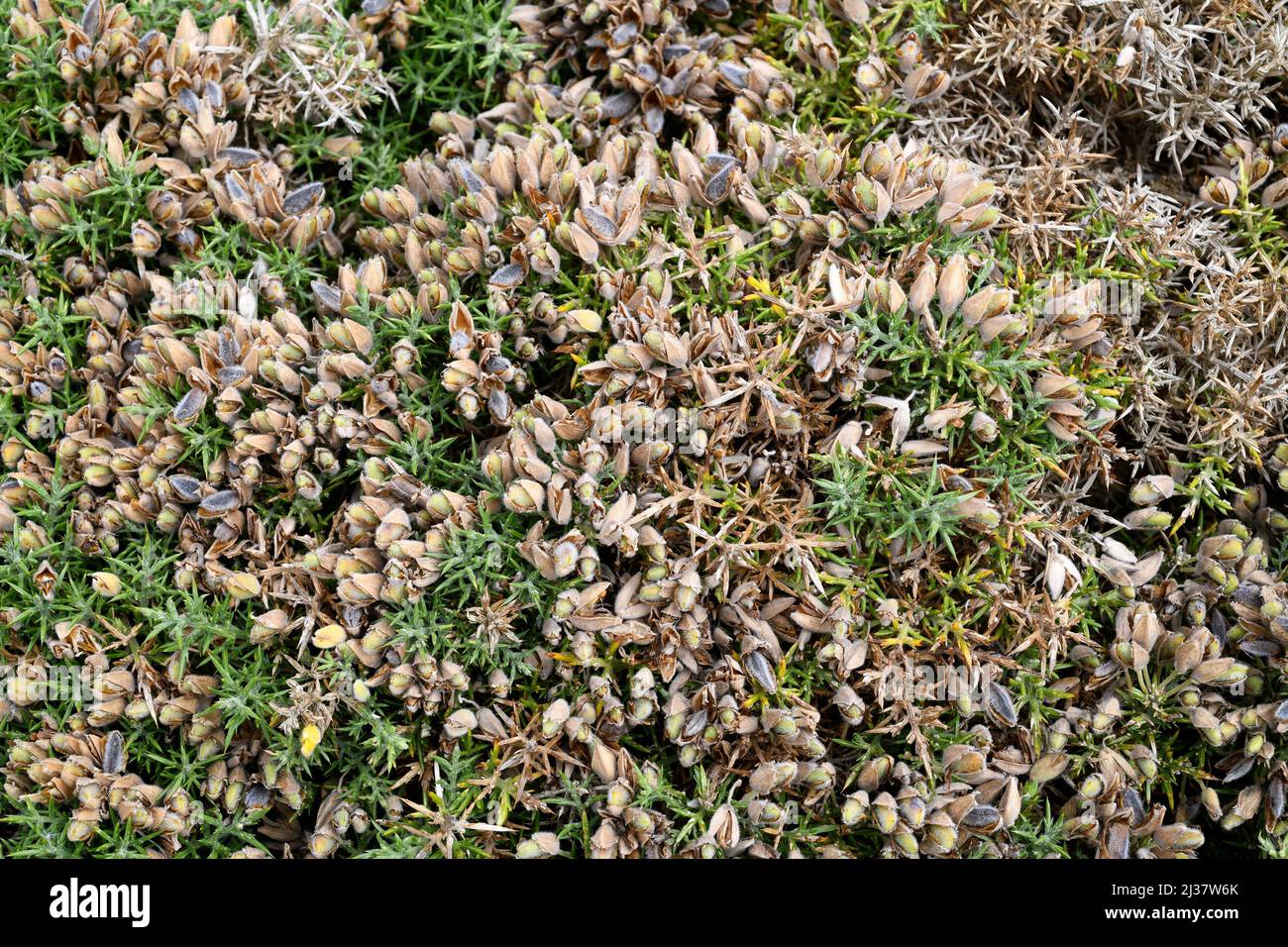 Ulex europaeus fabaceae hi-res stock photography and images - Alamy