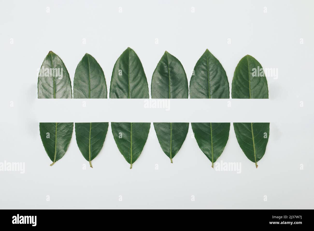 Frame made of cut PRUNUS LAUROCERASUS leaves isolated on white ...