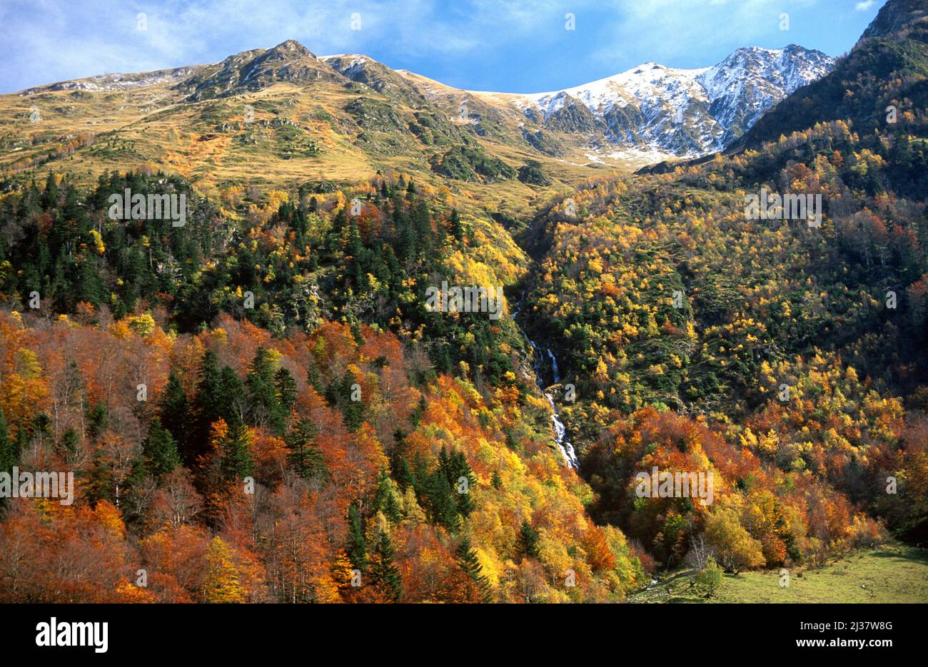 Fir tree abies alba hi-res stock photography and images - Alamy