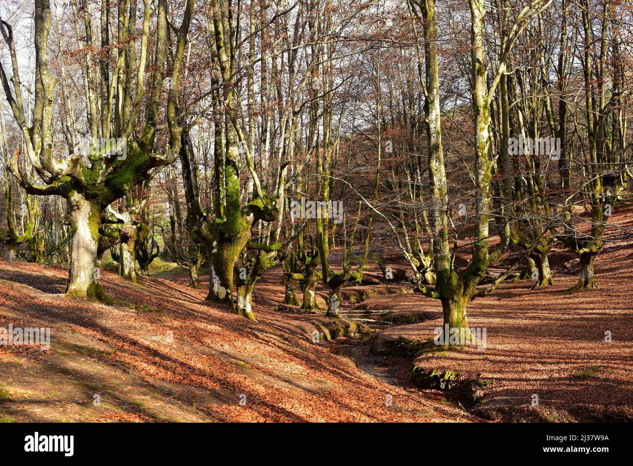 Beech tree winter hi-res stock photography and images - Alamy