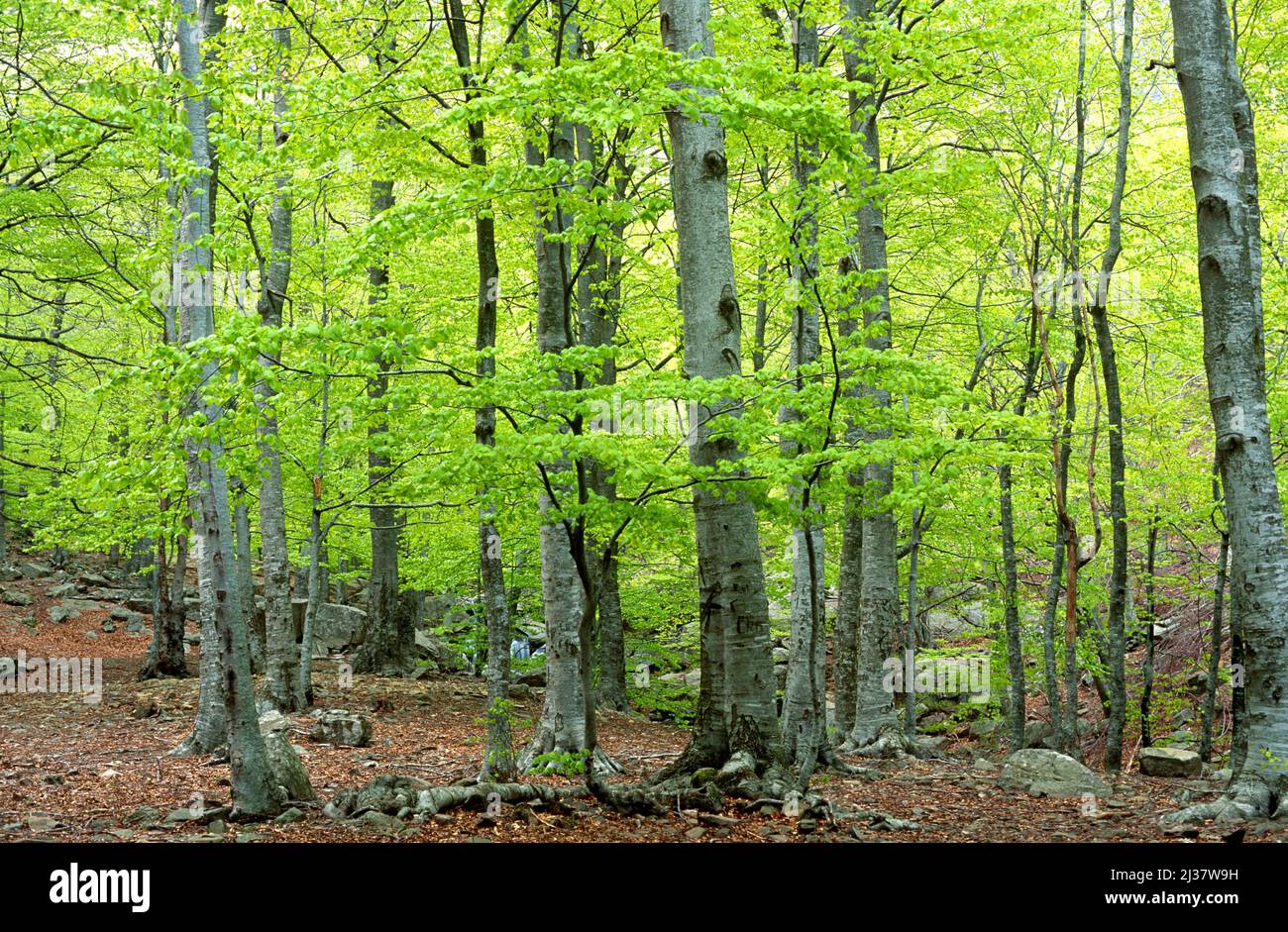 Beech tree fagus sylvatica fagaceae hi-res stock photography and images ...