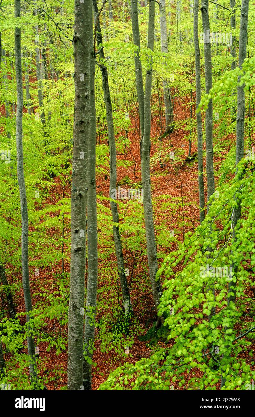 Ezcaray rioja hi-res stock photography and images - Alamy