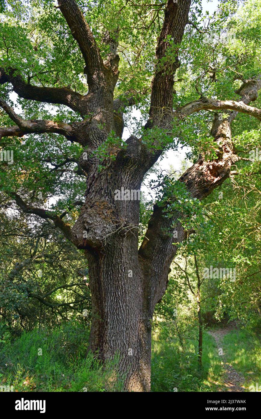 Quercus pubescens de roble hi-res stock photography and images - Alamy