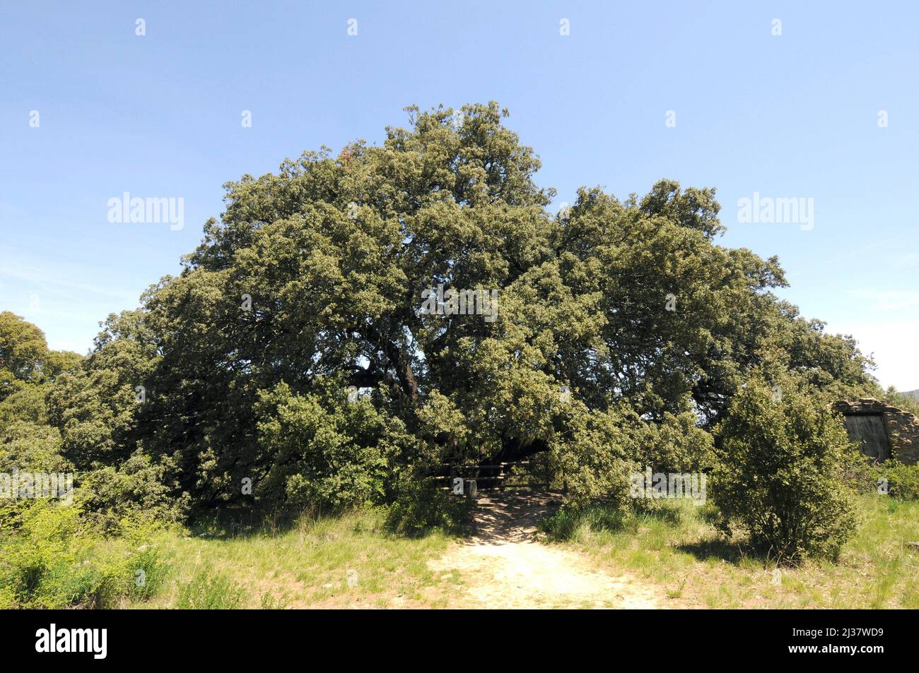 Quercus rotundifolia hi-res stock photography and images - Alamy
