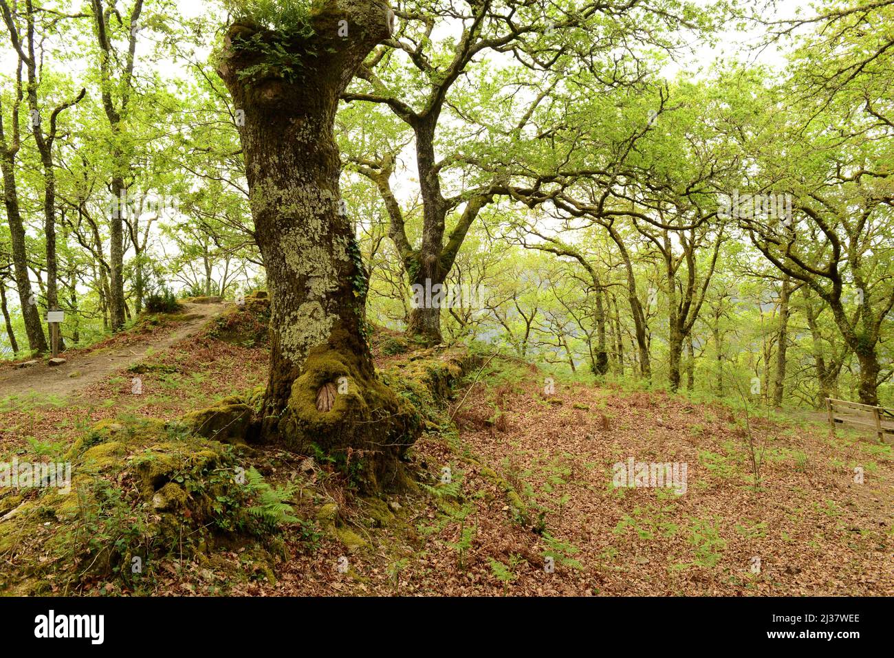 Common forest tree hi-res stock photography and images - Alamy