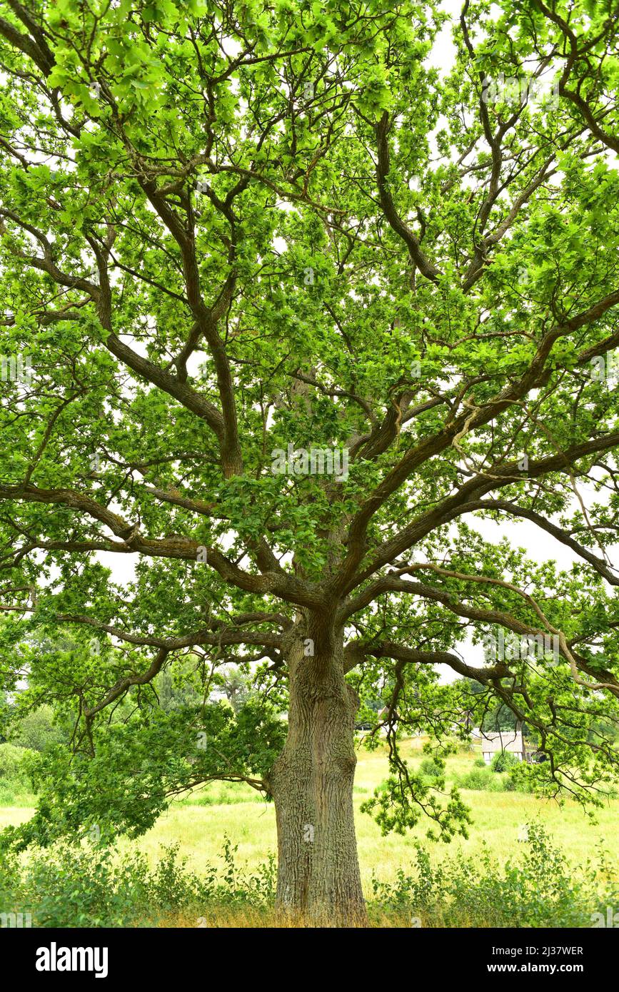 Deciduous oak hi-res stock photography and images - Alamy