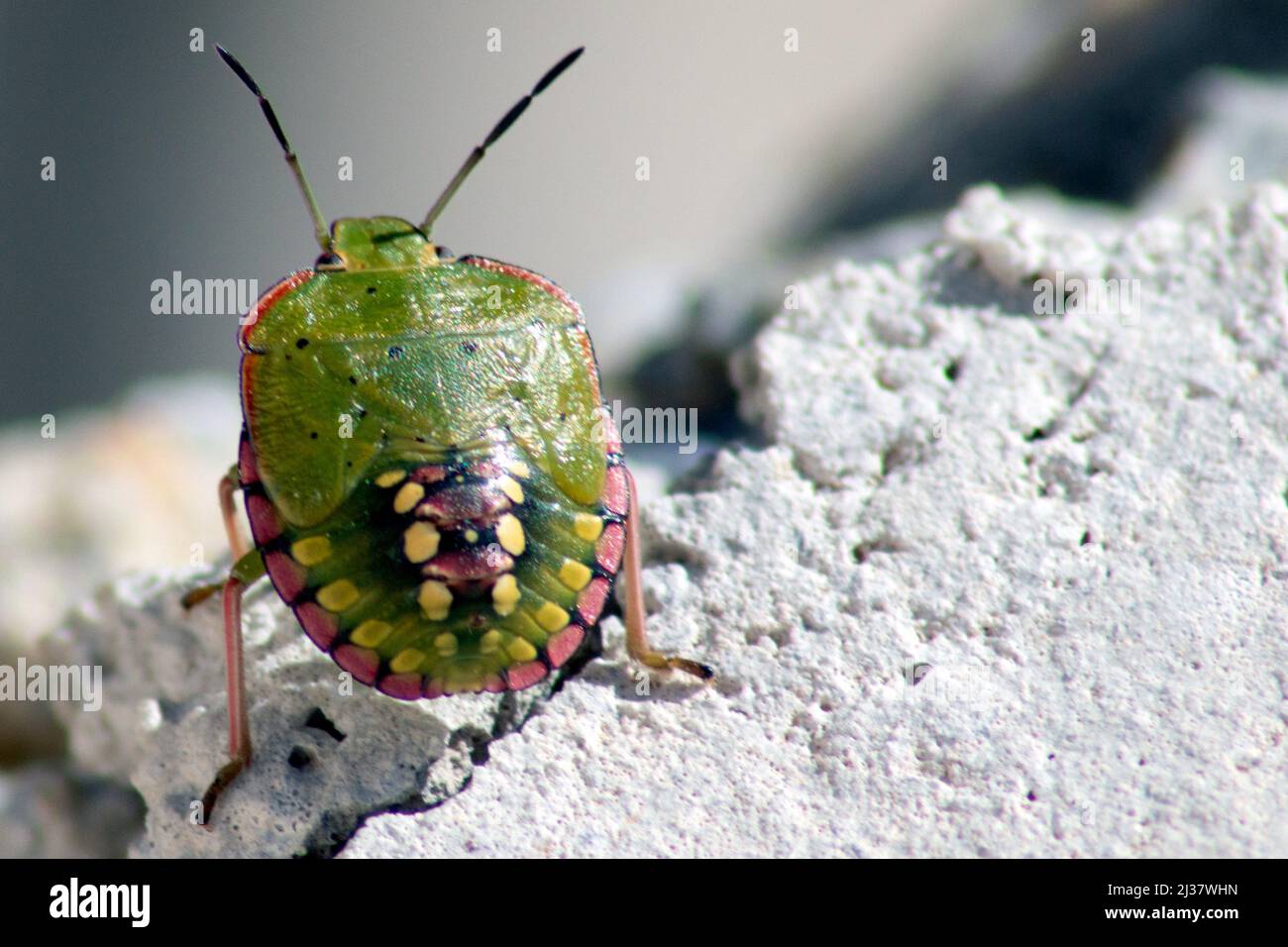 Soybean horn hi-res stock photography and images - Alamy
