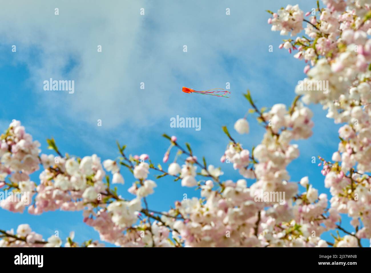 Cherry Blossoms and Kite. Cherry blossoms with a blue sky and flying ...