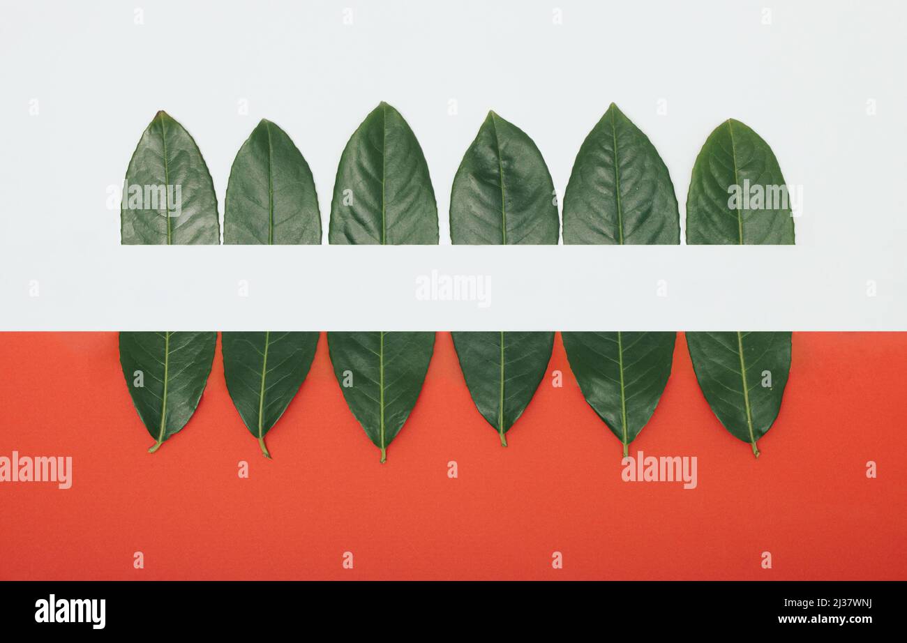 Frame made of cut PRUNUS LAUROCERASUS leaves isolated on white and red ...