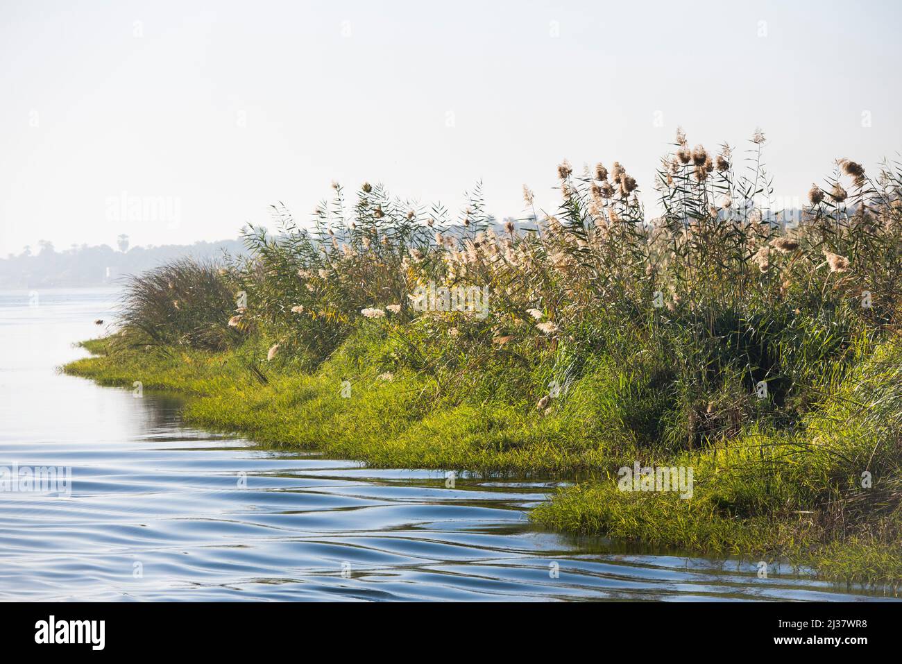 Bank reed hi-res stock photography and images - Alamy