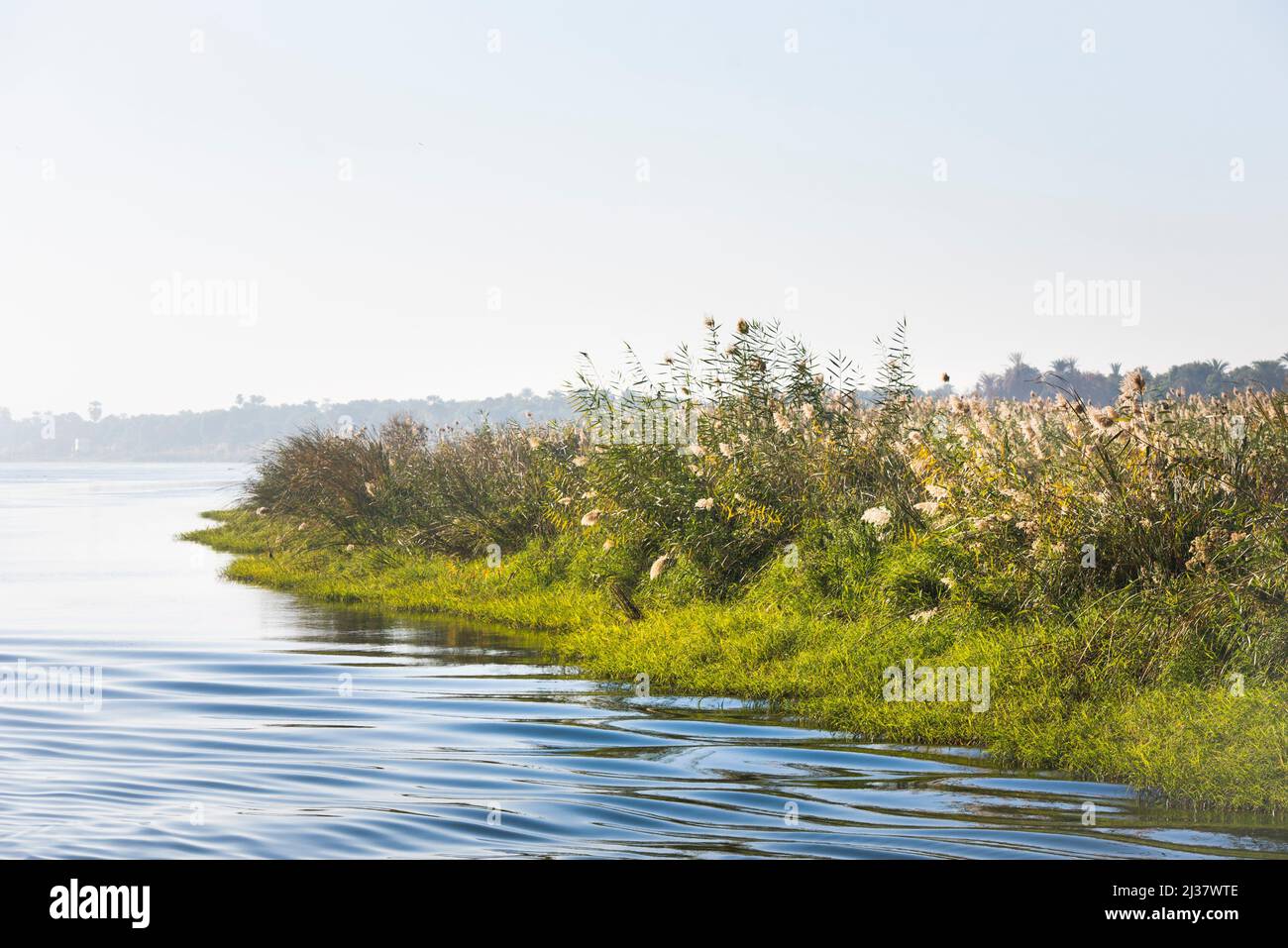 Reed on the nile river bank hi-res stock photography and images - Alamy