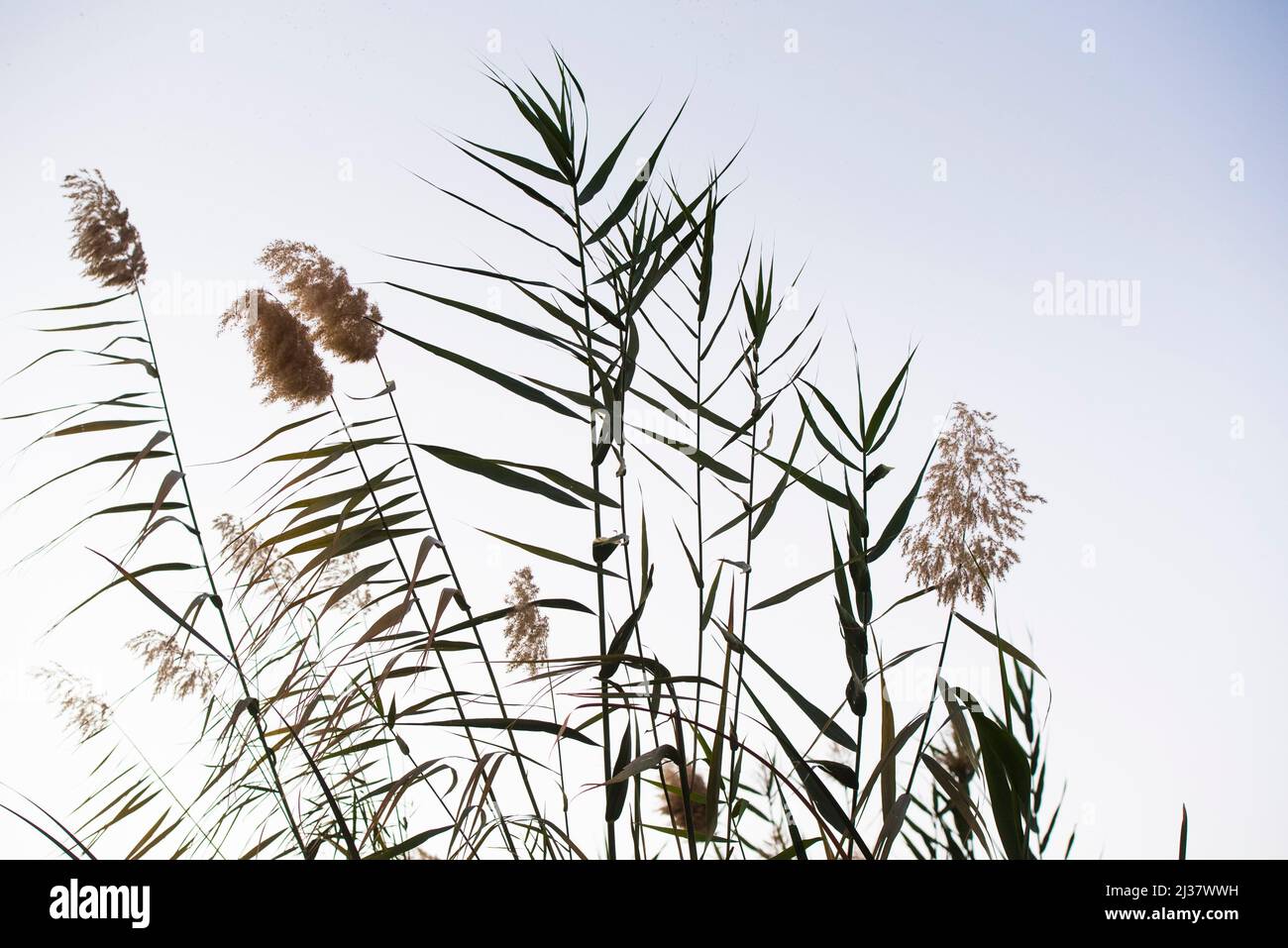 Reed on the nile river bank hi-res stock photography and images - Alamy