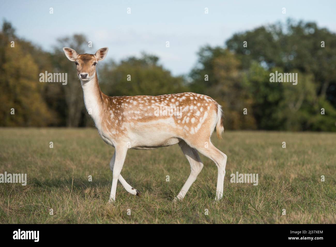Female fallow doe hi-res stock photography and images - Alamy