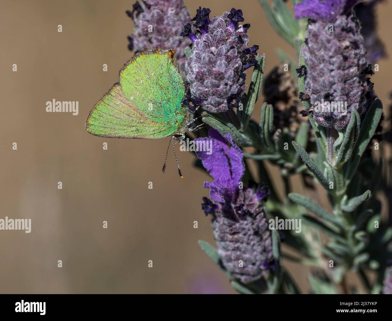 Subfamily theclinae hi-res stock photography and images - Alamy