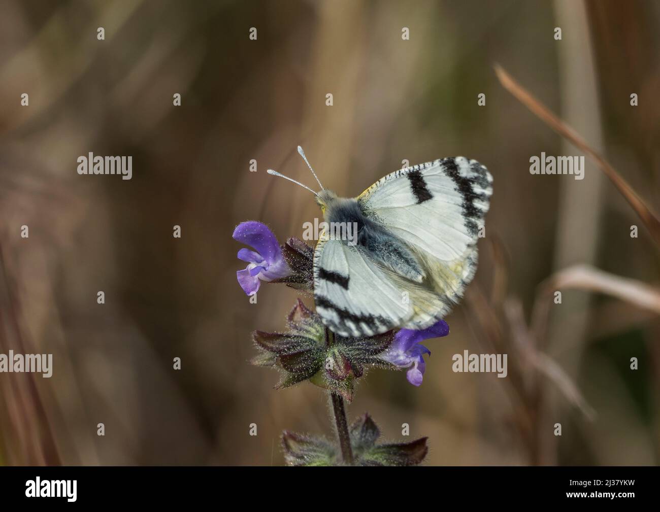 Western dappled white euchloe crameri hi-res stock photography and ...
