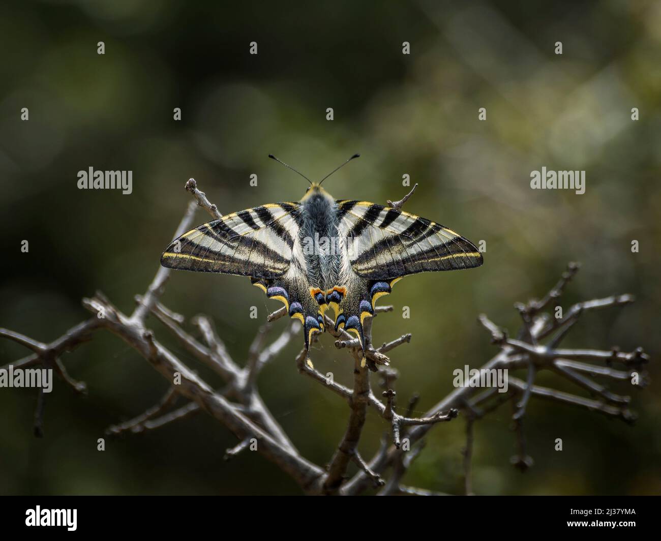 Iphiclides feisthamelii, Papilionidae, Papilioninae, reina zebrada ...