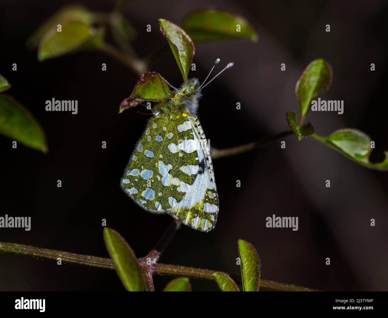 Western dappled white euchloe crameri hi-res stock photography and ...