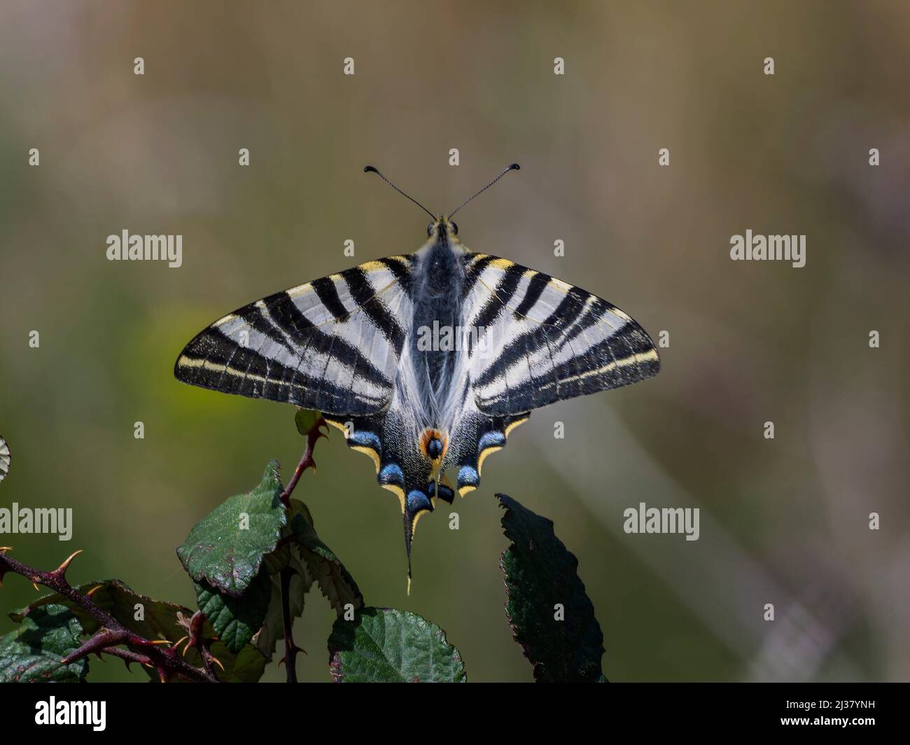 Iphiclides feisthamelii, Papilionidae, Papilioninae, reina zebrada ...