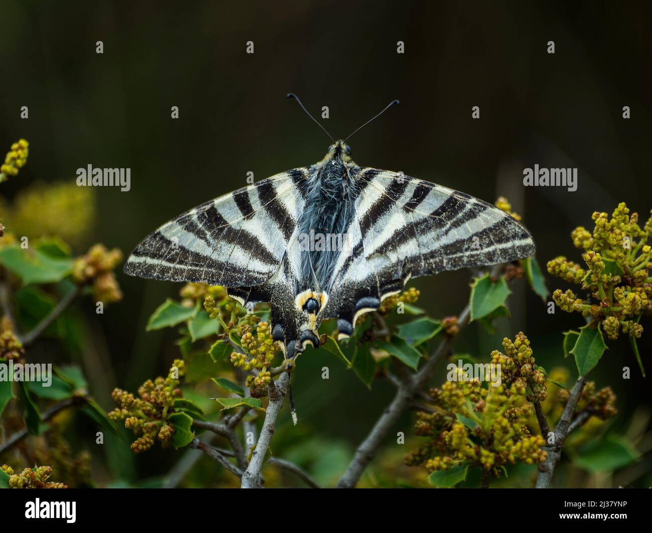 Iphiclides feisthamelii, Papilionidae, Papilioninae, reina zebrada ...
