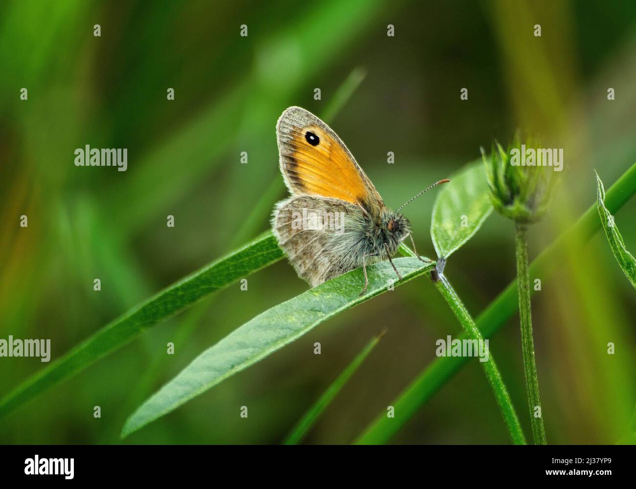 Coenonympha pamphilus, Nymphalidae, Satyrinae, lleonada comuna, ocelada ...