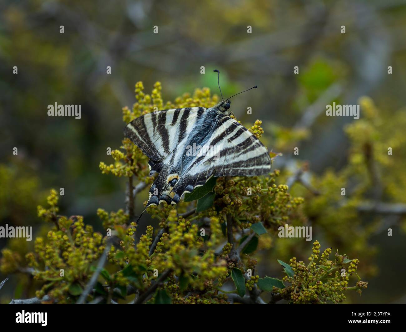 Iphiclides feisthamelii, Papilionidae, Papilioninae, reina zebrada ...