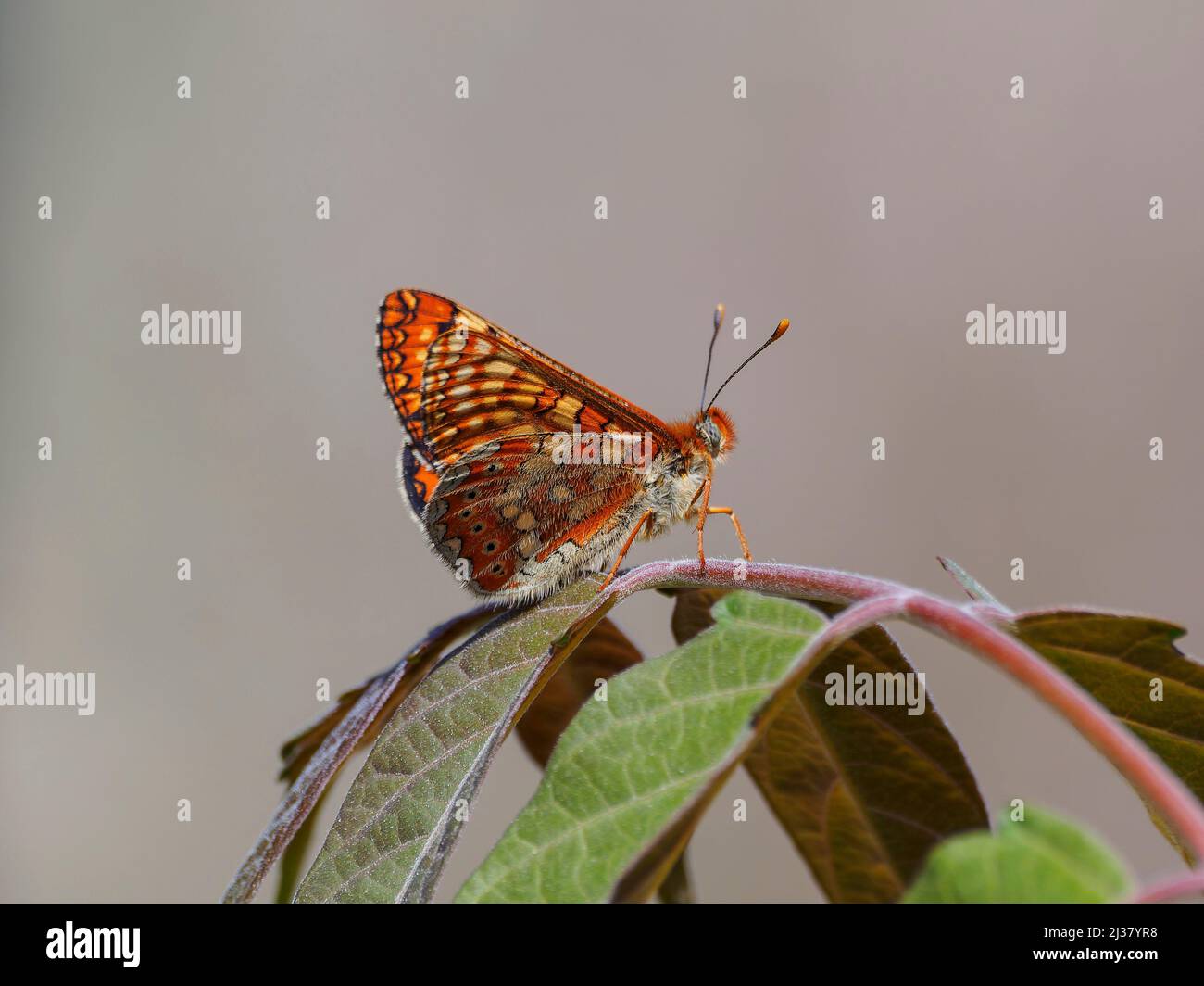 Euphydryas aurinia, Nymphalidae, Nymphalinae, brocat variable, ondas ...