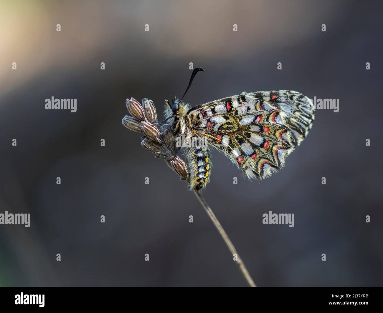 Zerynthia rumina, Pieridae, Parnasiinae, arlequí, arlequín, Spanish ...