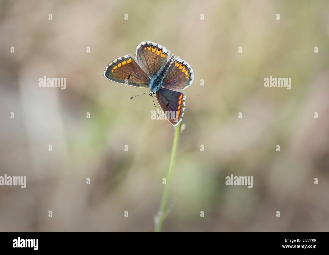 Polyommatinae hi-res stock photography and images - Alamy