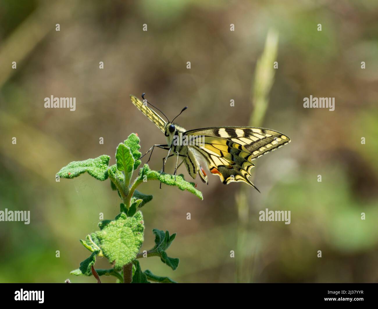 Papilio machaon, Papilionidae, Papilioninae, papallona reina, macaón ...