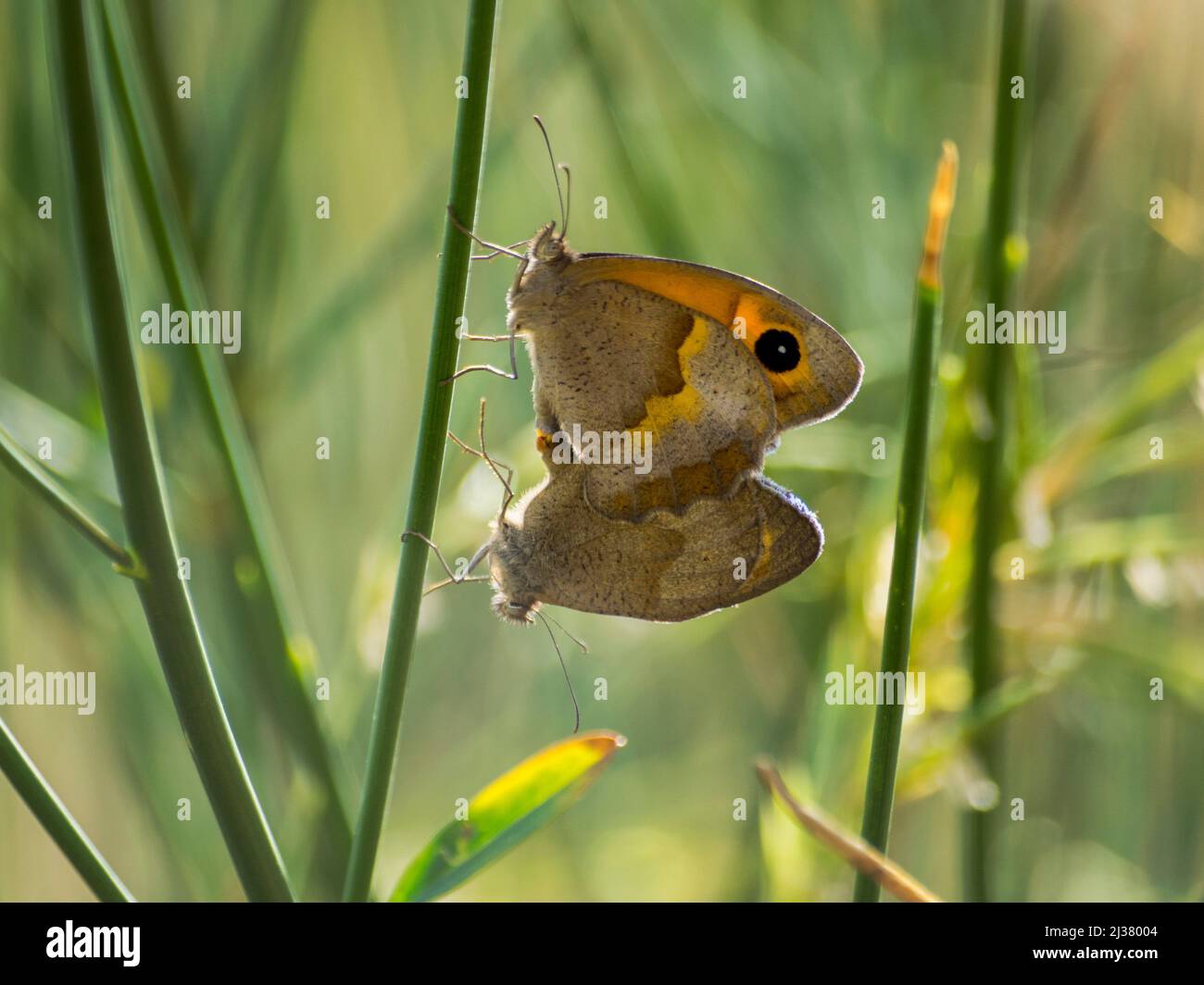 Maniola nymphalidae hi-res stock photography and images - Alamy