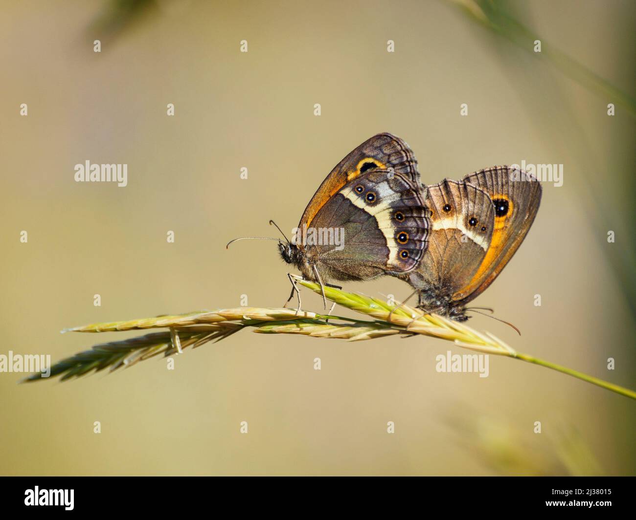 Pyronia bathseba, Nymphalidae, Satyrinae, saltabardisses cintada ...