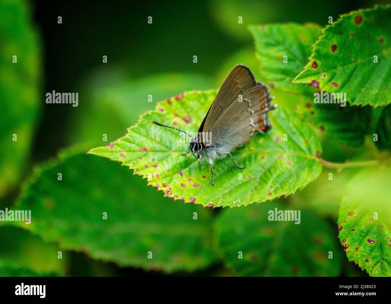 Satyrium esculi, Lycaenidae, Theclinae, marroneta de l’alzina ...