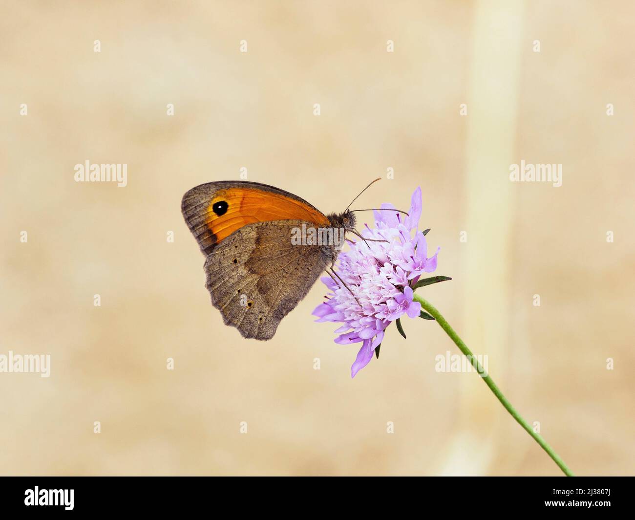 Maniola nymphalidae hi-res stock photography and images - Alamy