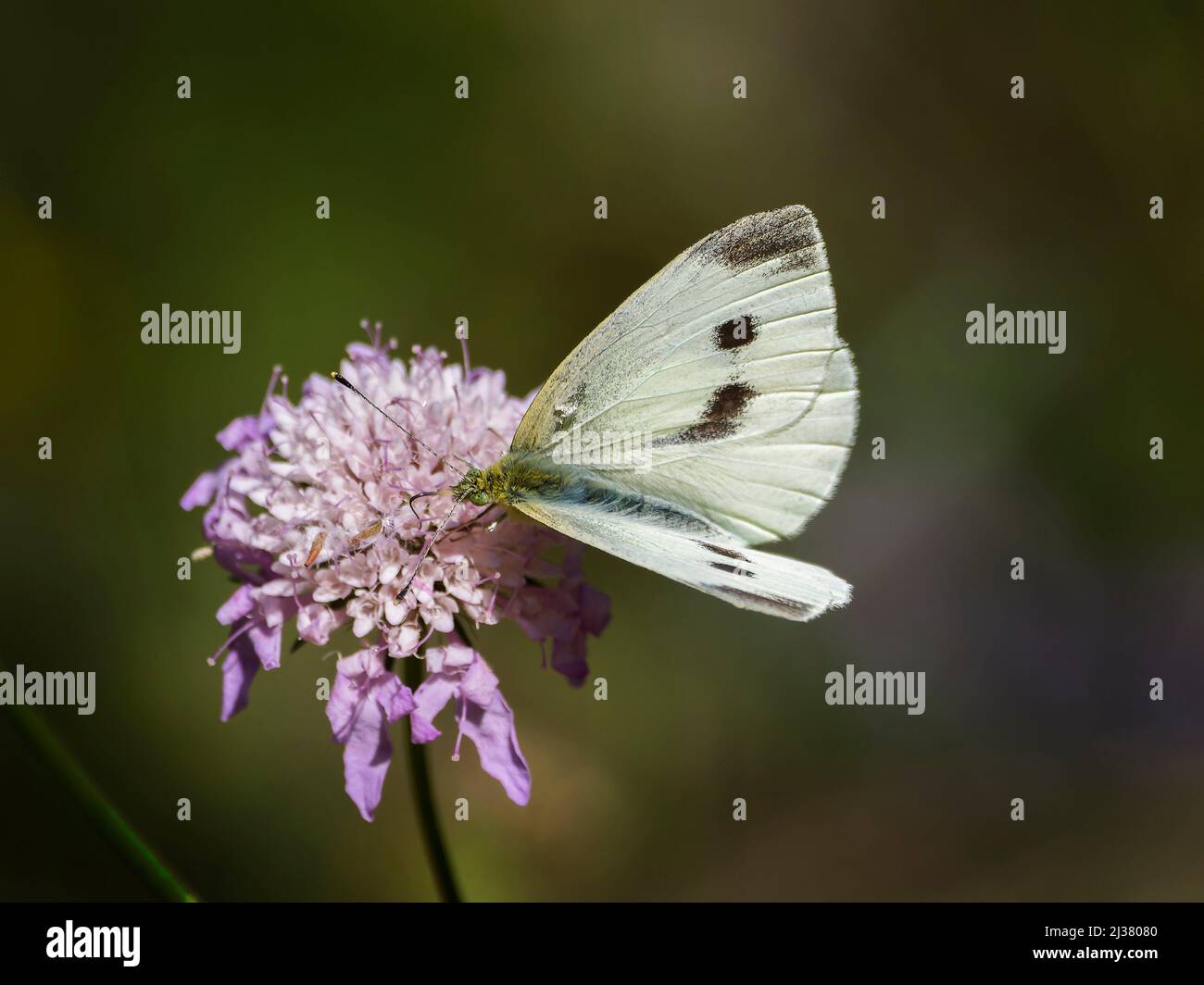 Pierre de col hi-res stock photography and images - Alamy