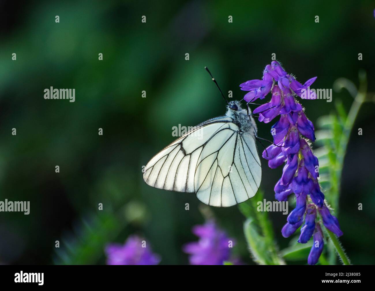 Mariposa blanca hi-res stock photography and images - Alamy