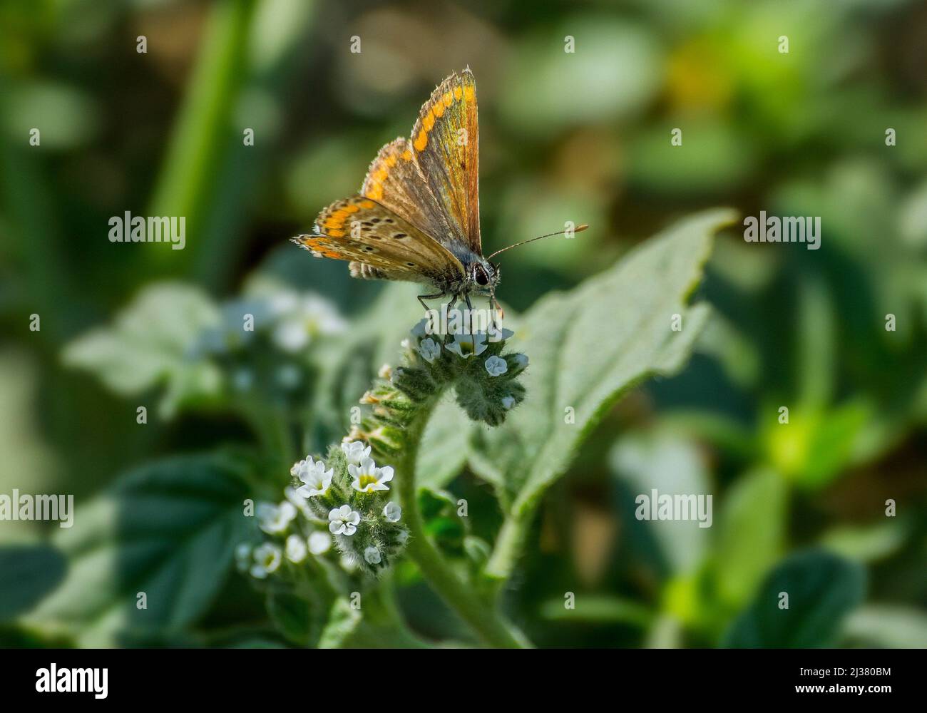 Aricia cramera, Lycaenidae, Polyommatinae, moreneta meridional, morena ...