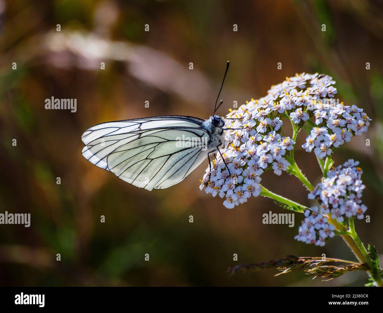 Mariposa blanca hi-res stock photography and images - Alamy