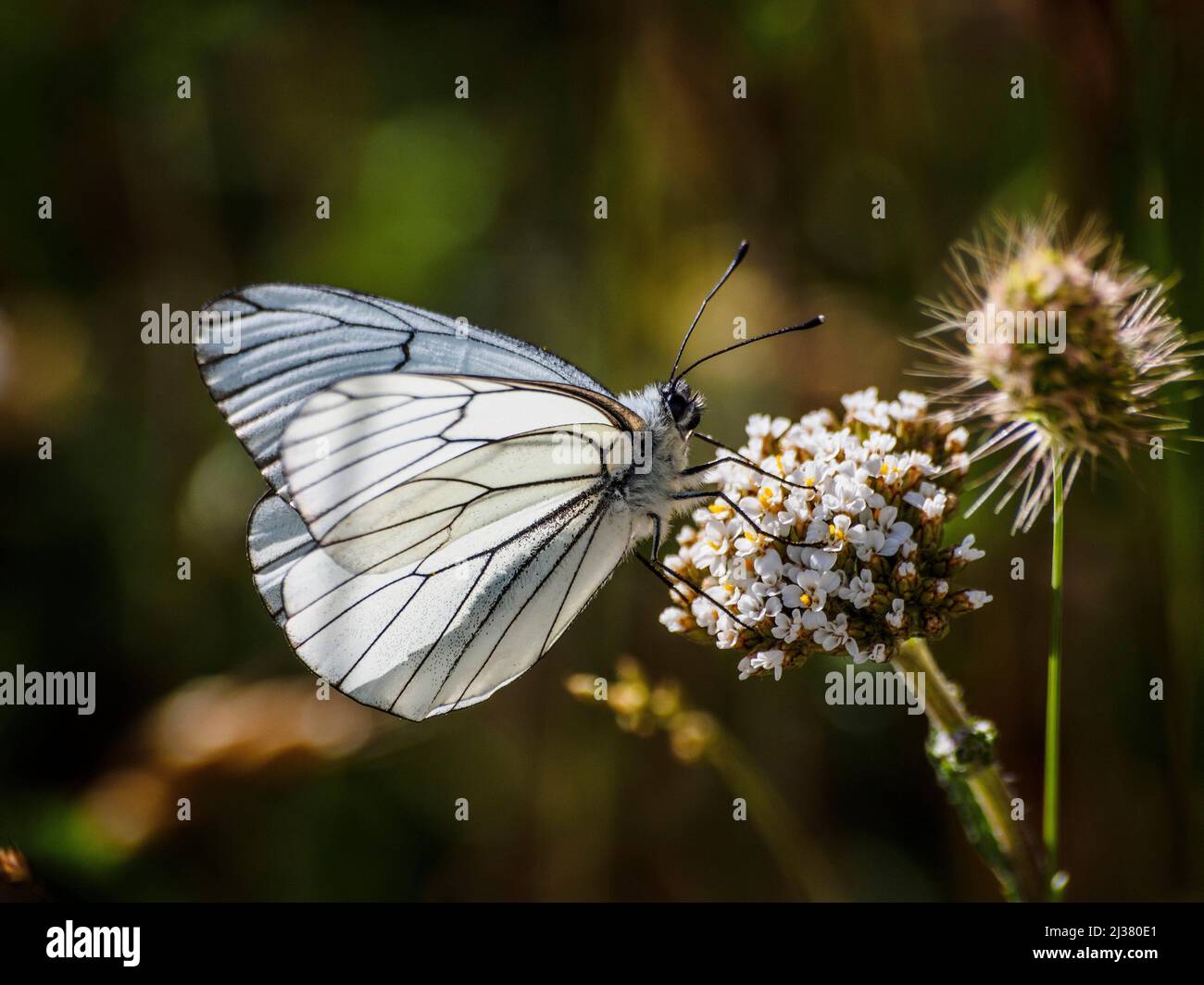 Mariposa blanca hi-res stock photography and images - Alamy