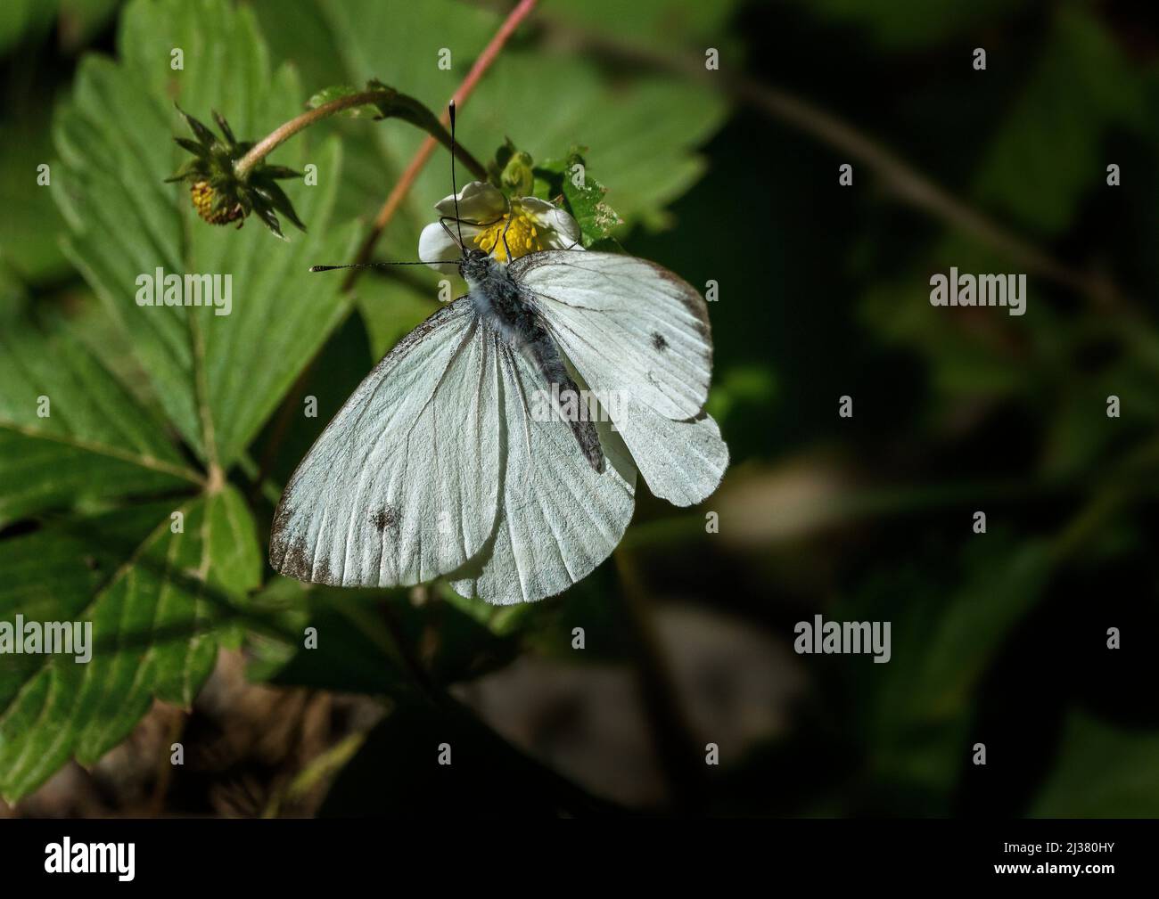 Fauna ondulada hi-res stock photography and images - Alamy