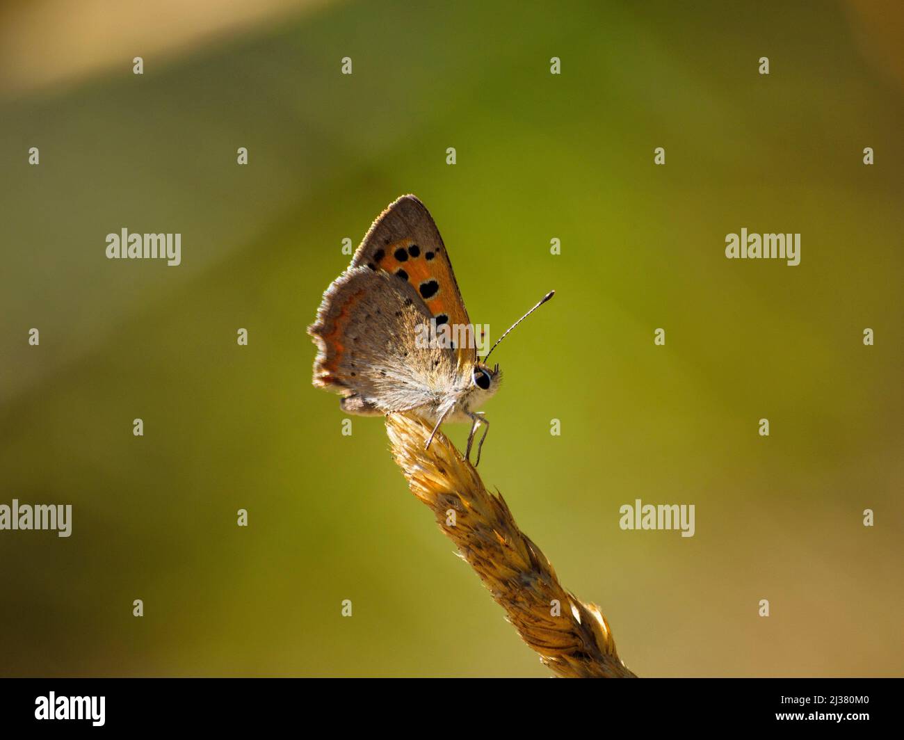 Lycaeninae family hi-res stock photography and images - Alamy