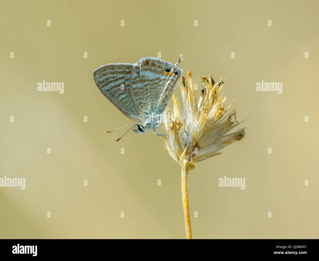 Lampides boeticus, Lycaenidae, Polyommatinae, blaveta dels pèsols ...