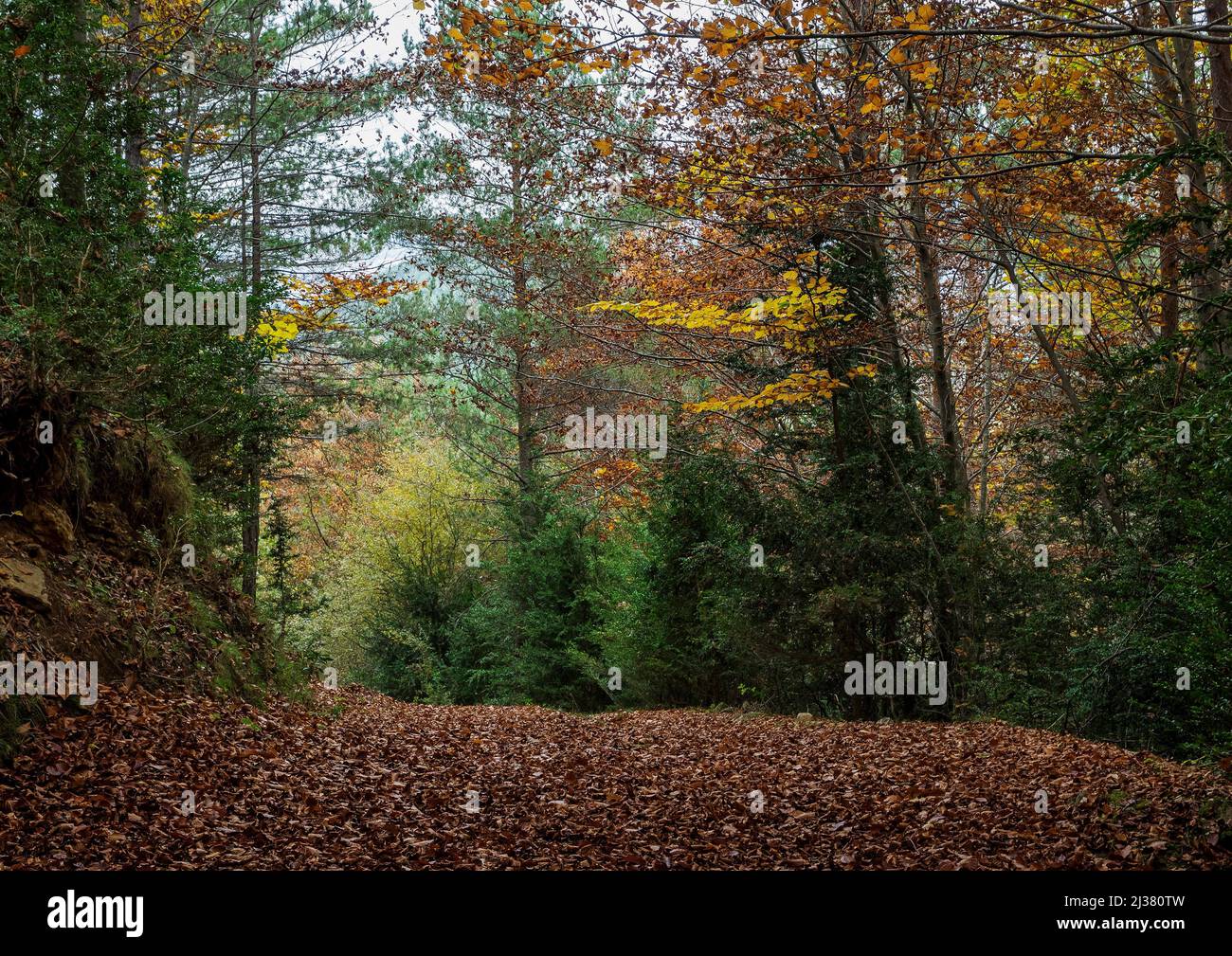 Colores amarillos hi-res stock photography and images - Alamy