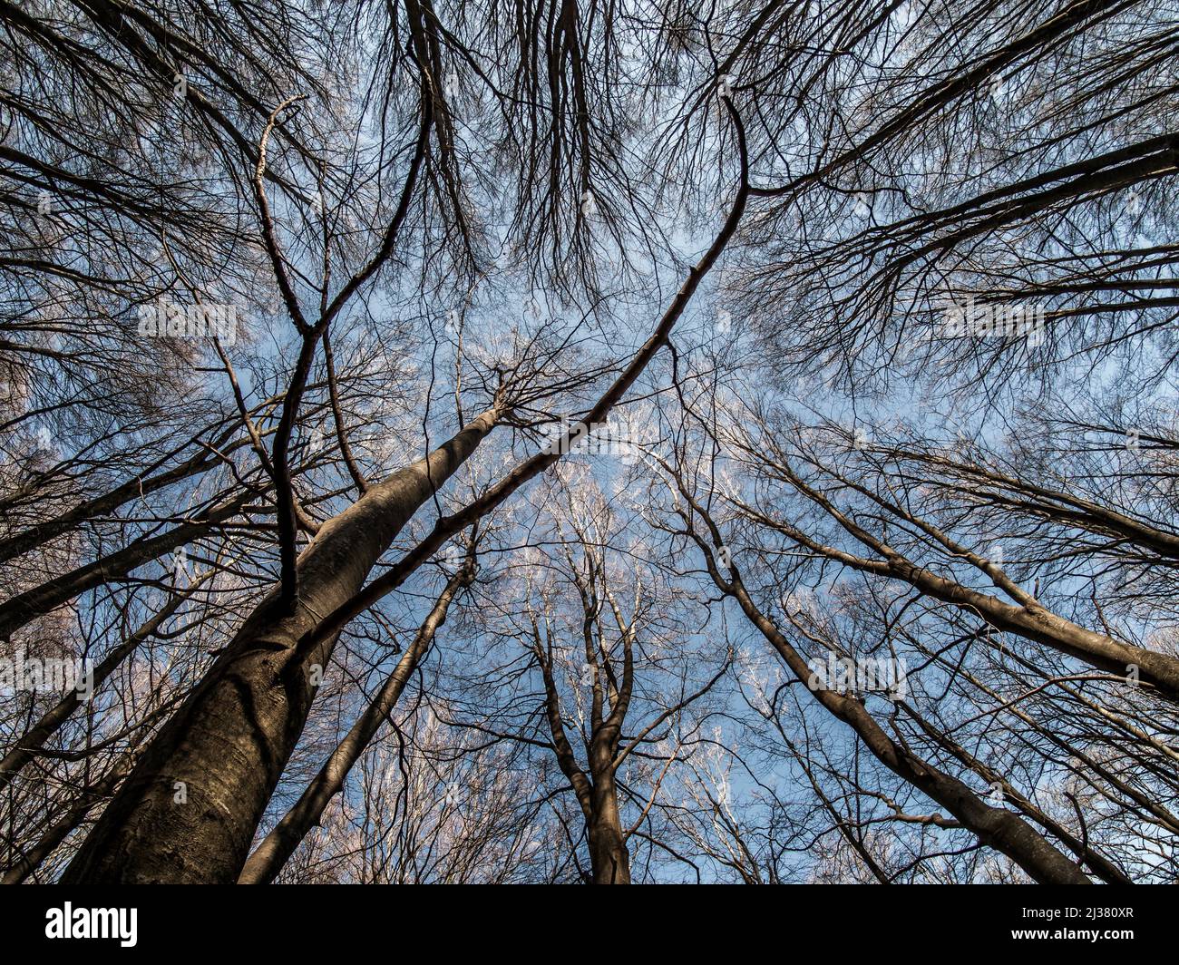 Bosque invernal hi-res stock photography and images - Alamy