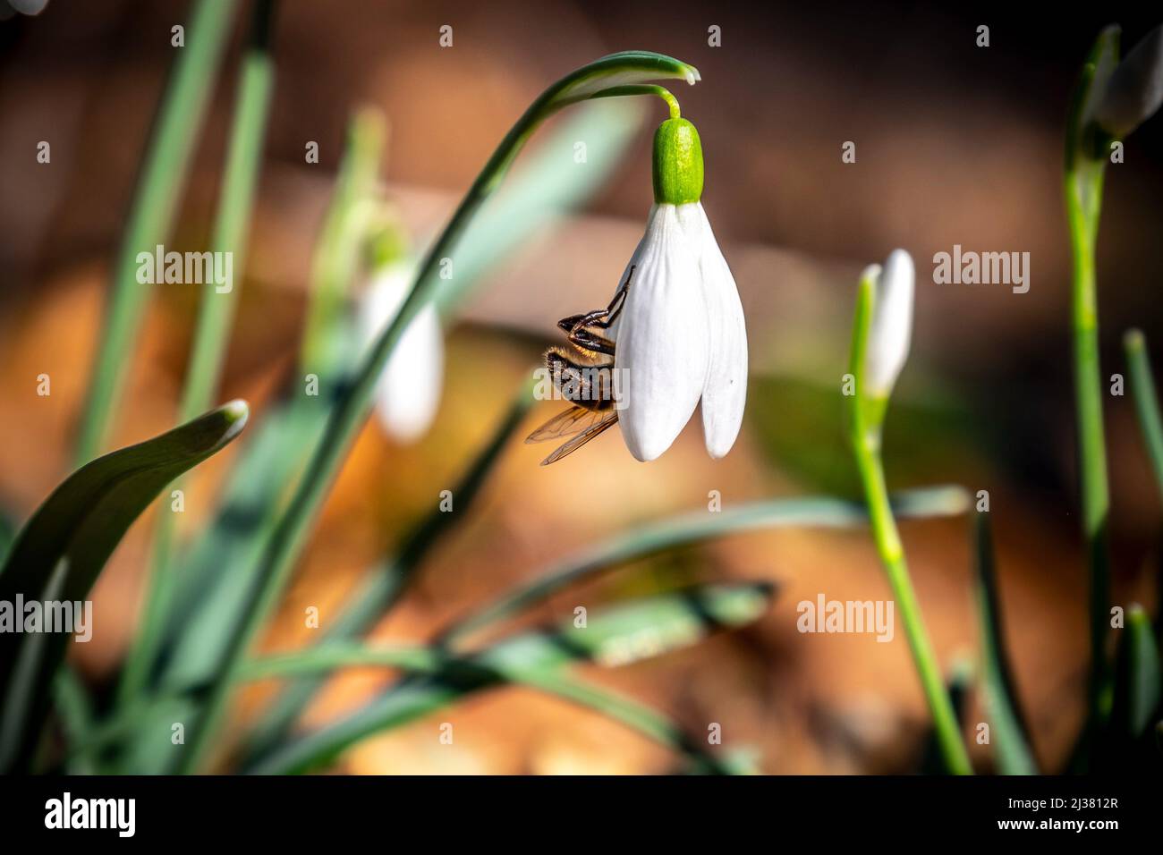 Snowdrop honey bee hi-res stock photography and images - Alamy