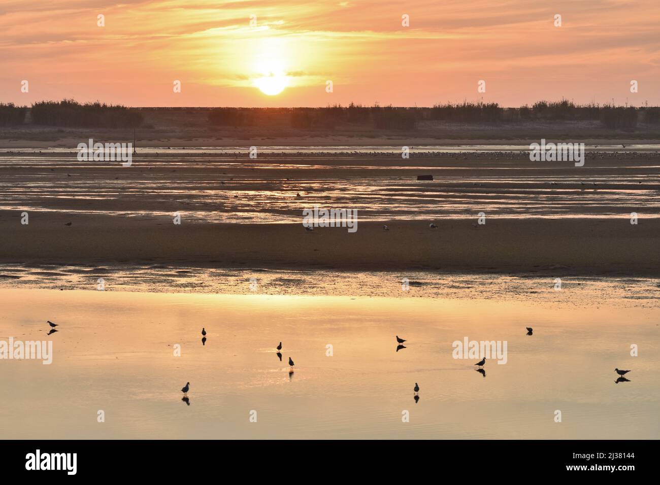 Reserva natural local do estuario do douro hi-res stock photography and ...