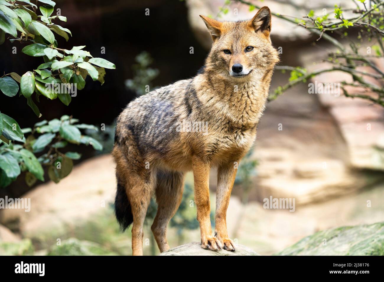 Golden Jackal
